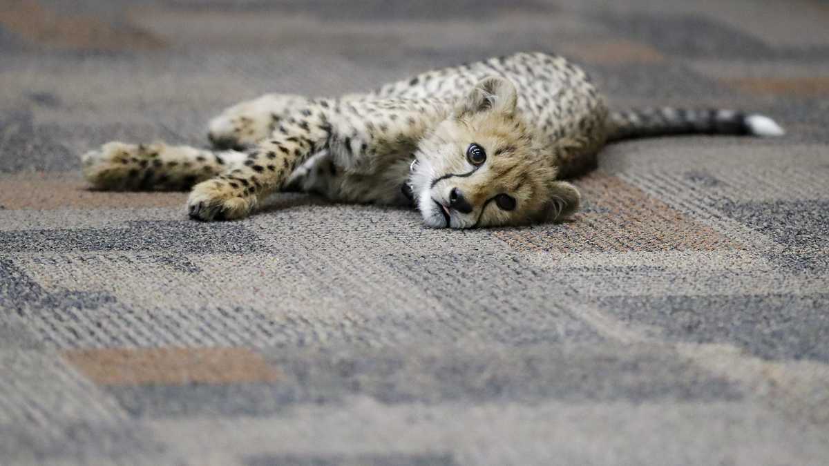 Photos: The improbable friendship of Kris the cheetah & Remus the ...