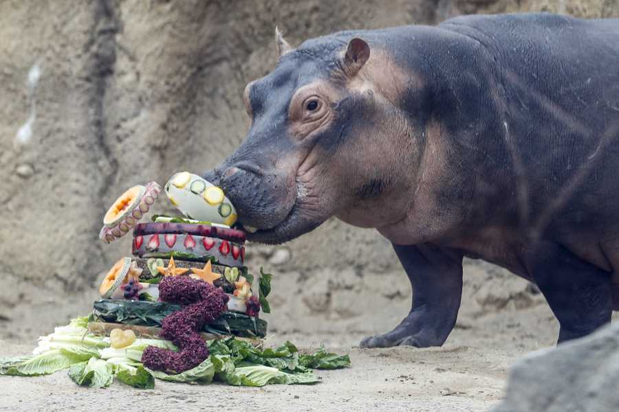 Photos Hippo Heartthrob Fiona Celebrates Her 3rd Birthday