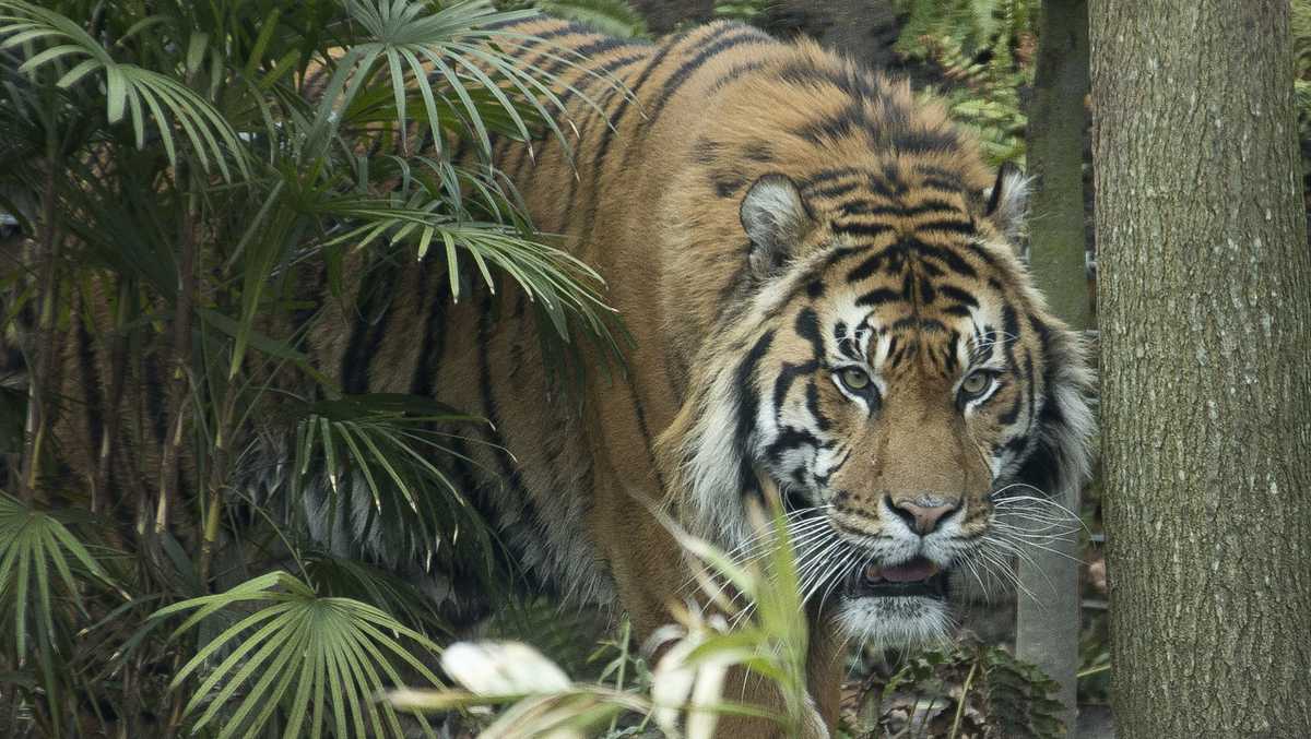 Kansas zookeeper suffered 'lacerations and punctures' in tiger attack ...