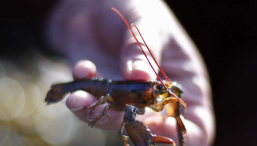 Latest numbers spell trouble for New England's lobster population