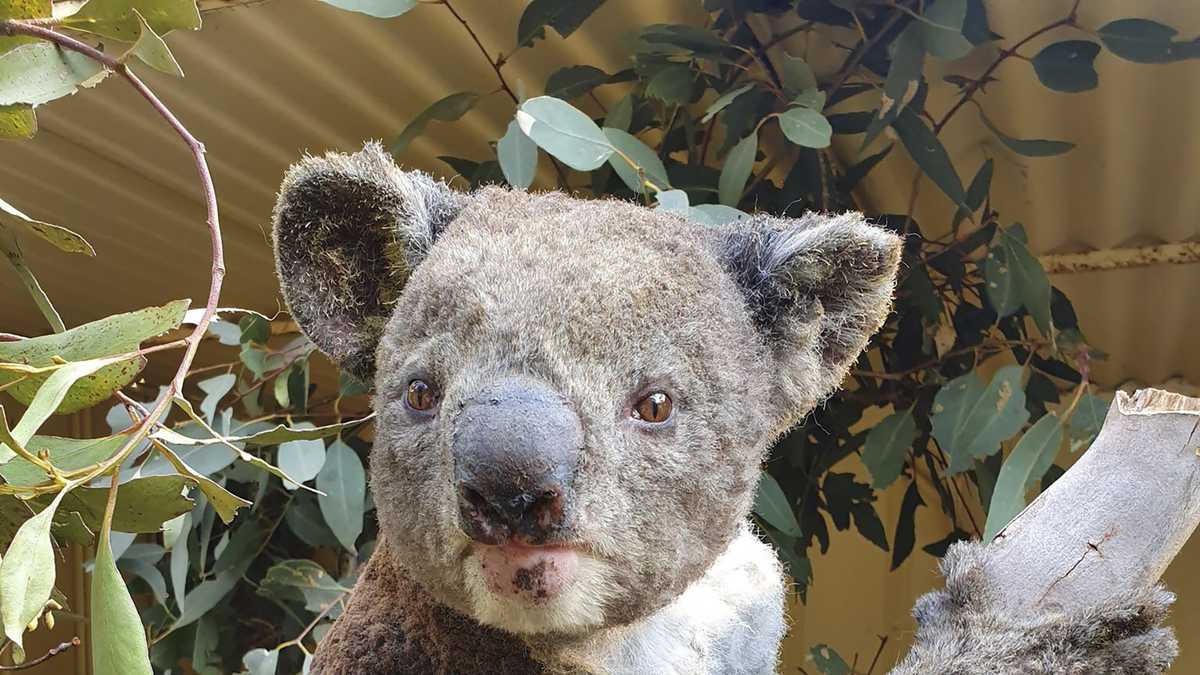 Scientists seek rare species survivors amid Australia flames