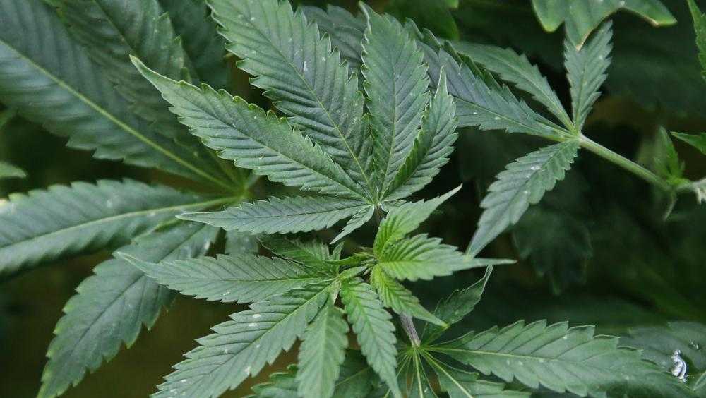 Oklahoma marijuana legalization questions heading to ballot