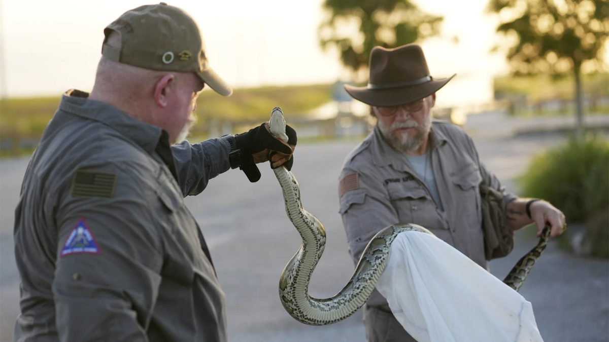 A hunter’s graveyard shift: grabbing pythons in the Everglades