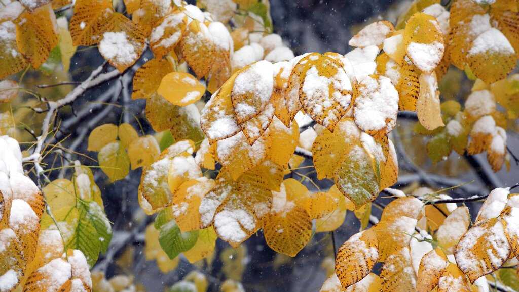 October surprise! Massachusetts snowfall totals from Halloween Eve storm