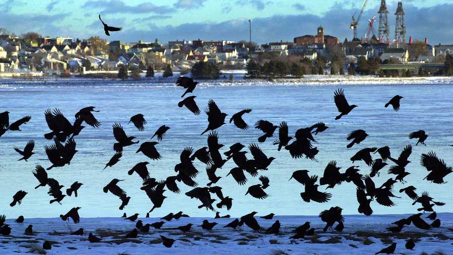 Protect the birds; Portland approves new building requirements