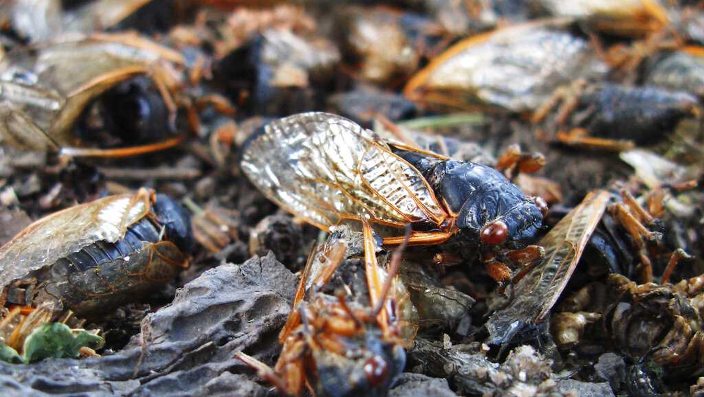 Here's when cicadas will begin to emerge across Cincinnati, Northern ...