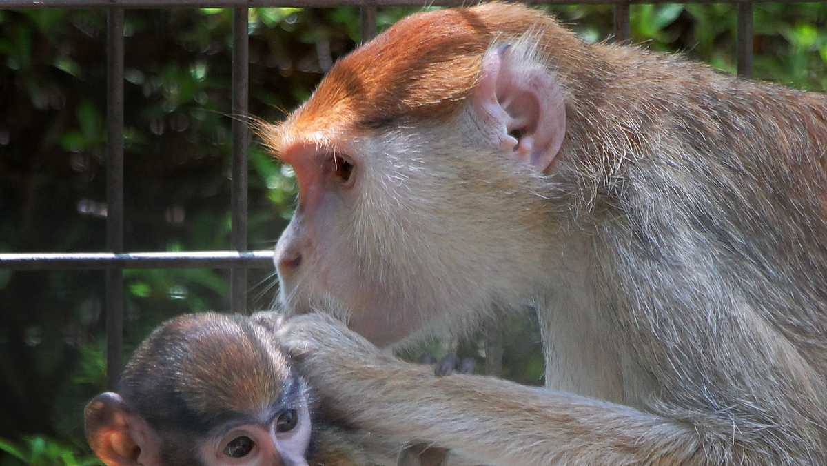 Wildlife officials searching for two monkeys who escaped from their home