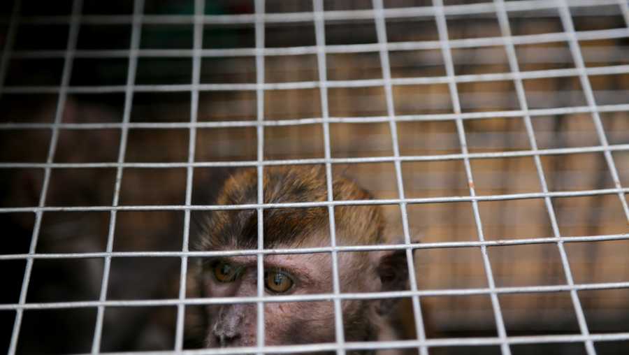 'Abhorrent' monkey torture video, Wisconsin man sentenced to year and ...
