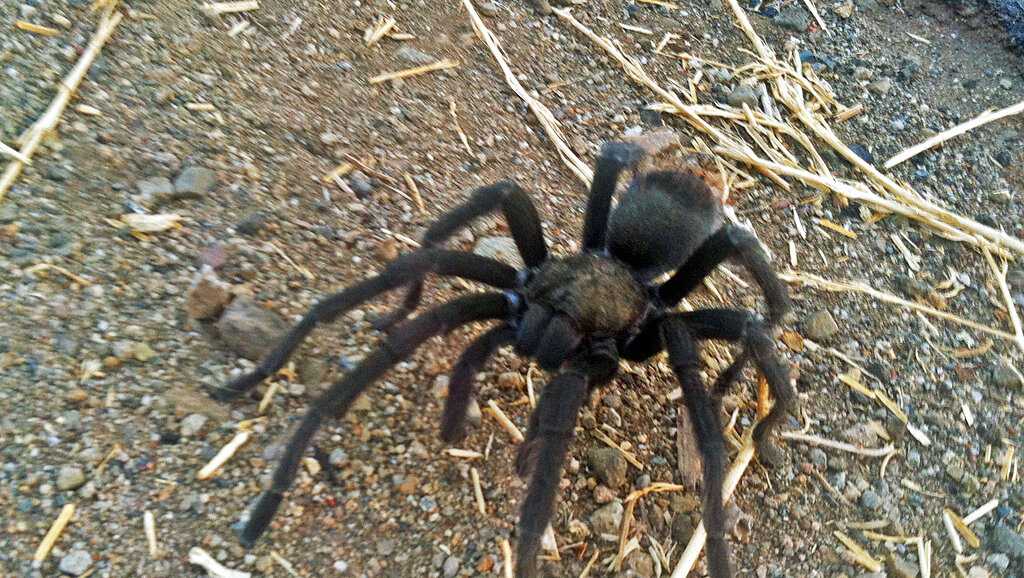 Tarantula mating season begins in California, males begin to migrate