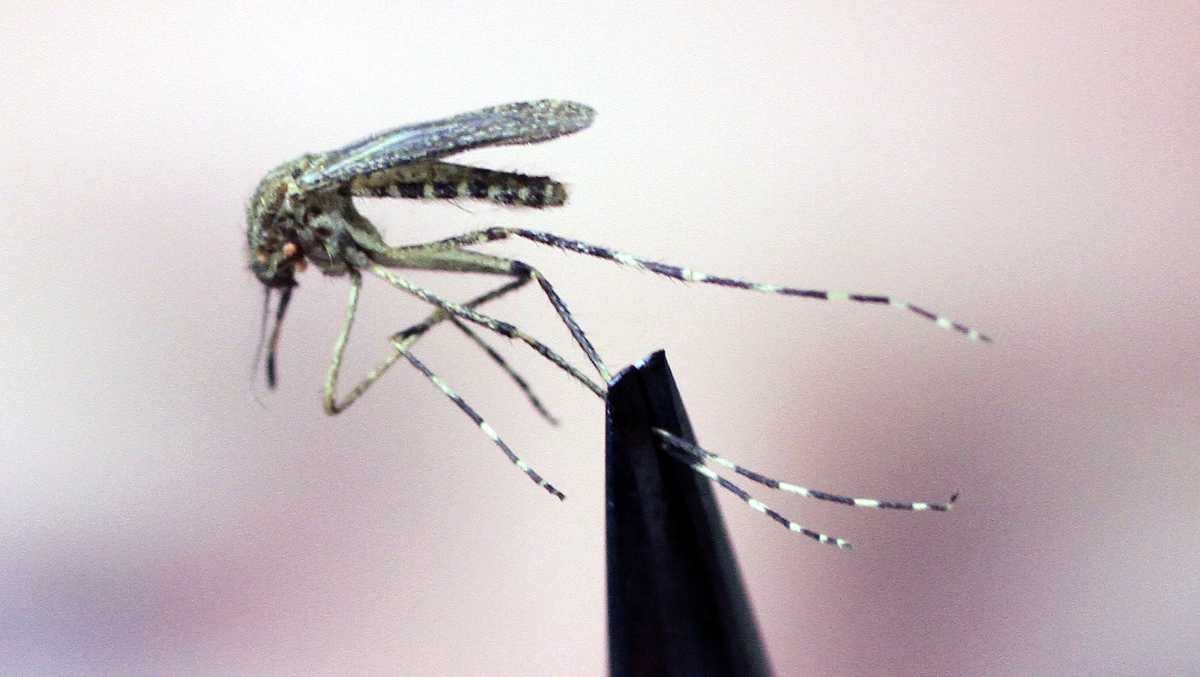 Dry summer brings blessed relief from biting insects in New England