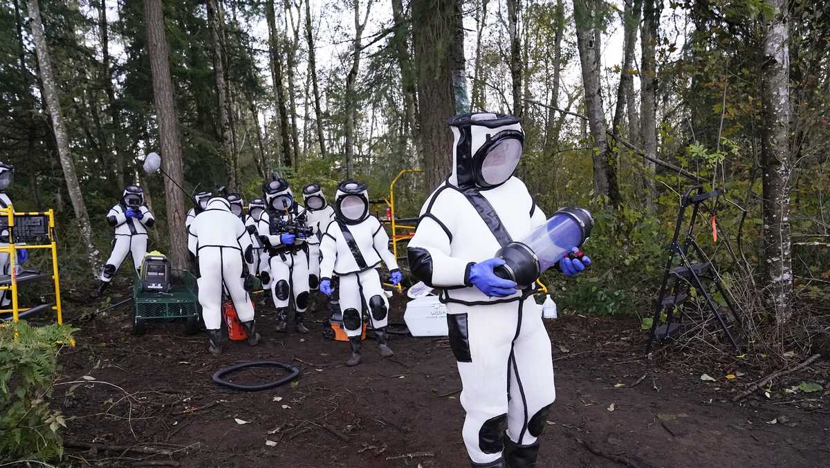 Scientists remove 98 'murder hornets' in Washington state