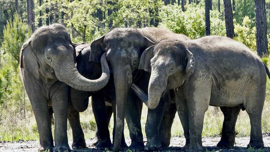 Former circus elephants start new life at Florida wildlife sanctuary