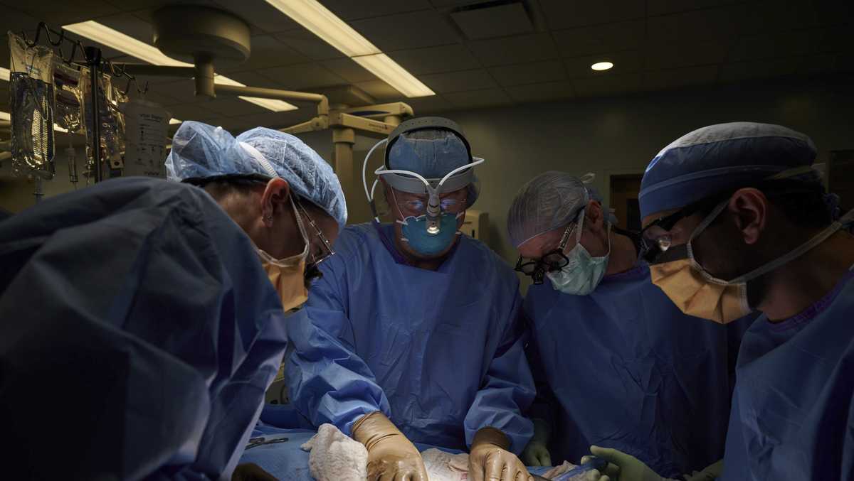 Using animal organs for human transplants one step closer