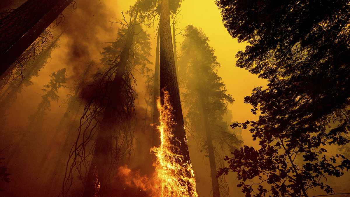 California wildfires over last two years have torched a minimum of ...