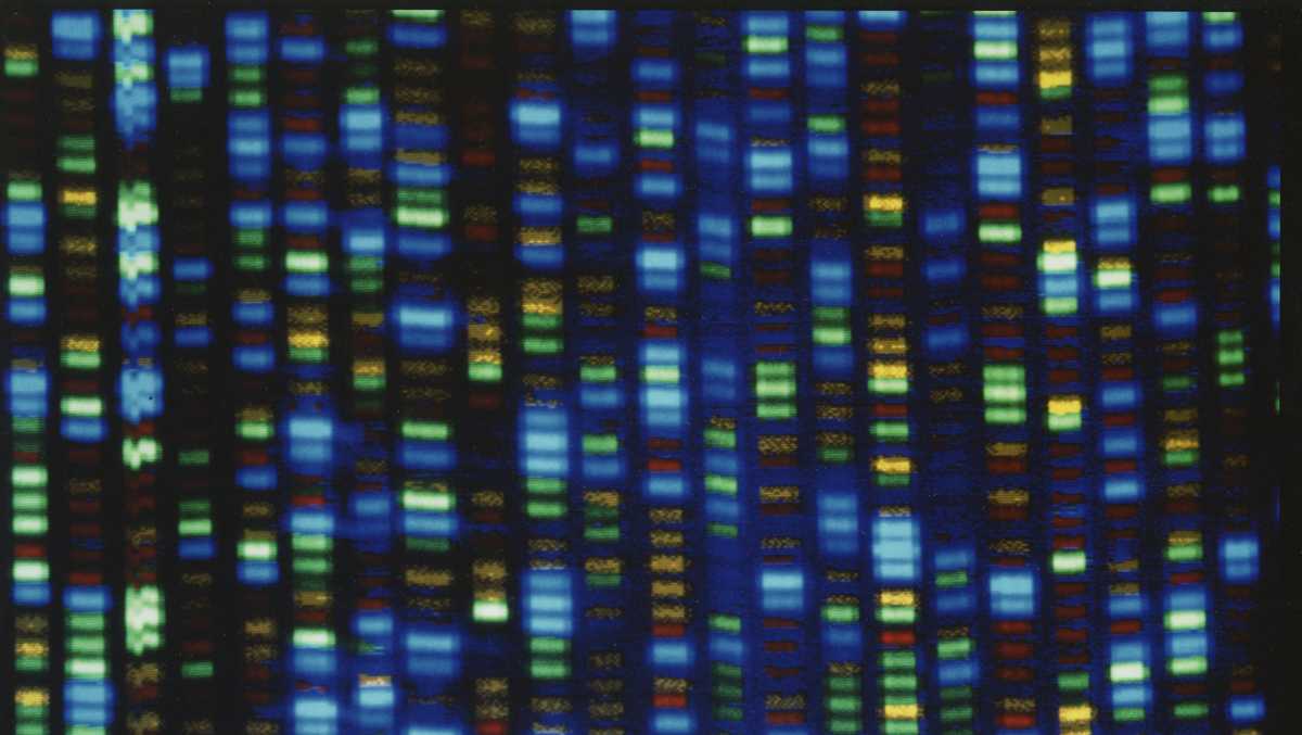 Scientists finally finish decoding entire human genome