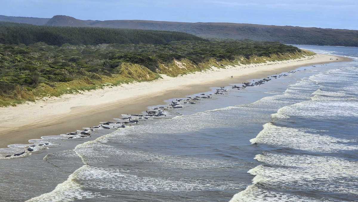 Hundreds of whales stranded on Australian shore