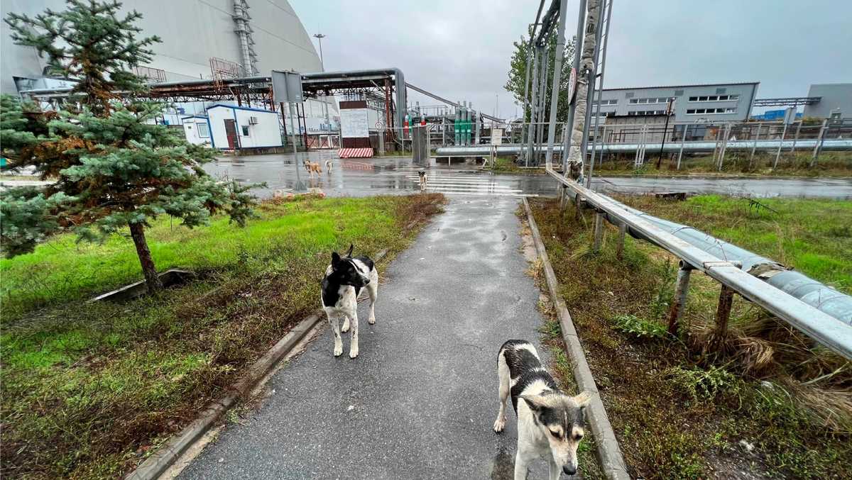 Surviving brutal places: Dogs of Chernobyl offer lessons