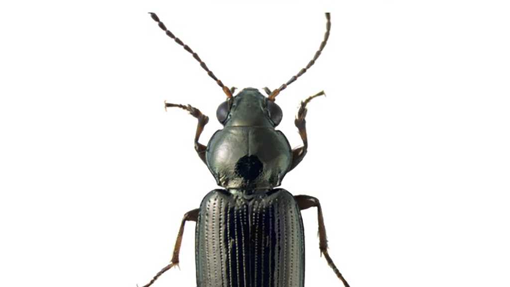 Rare beetle species named after ex-California governor Brown