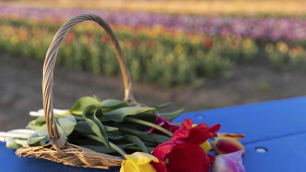 The Farm at Wolf Pine Hallow prepares for 'U-pick' tulip season