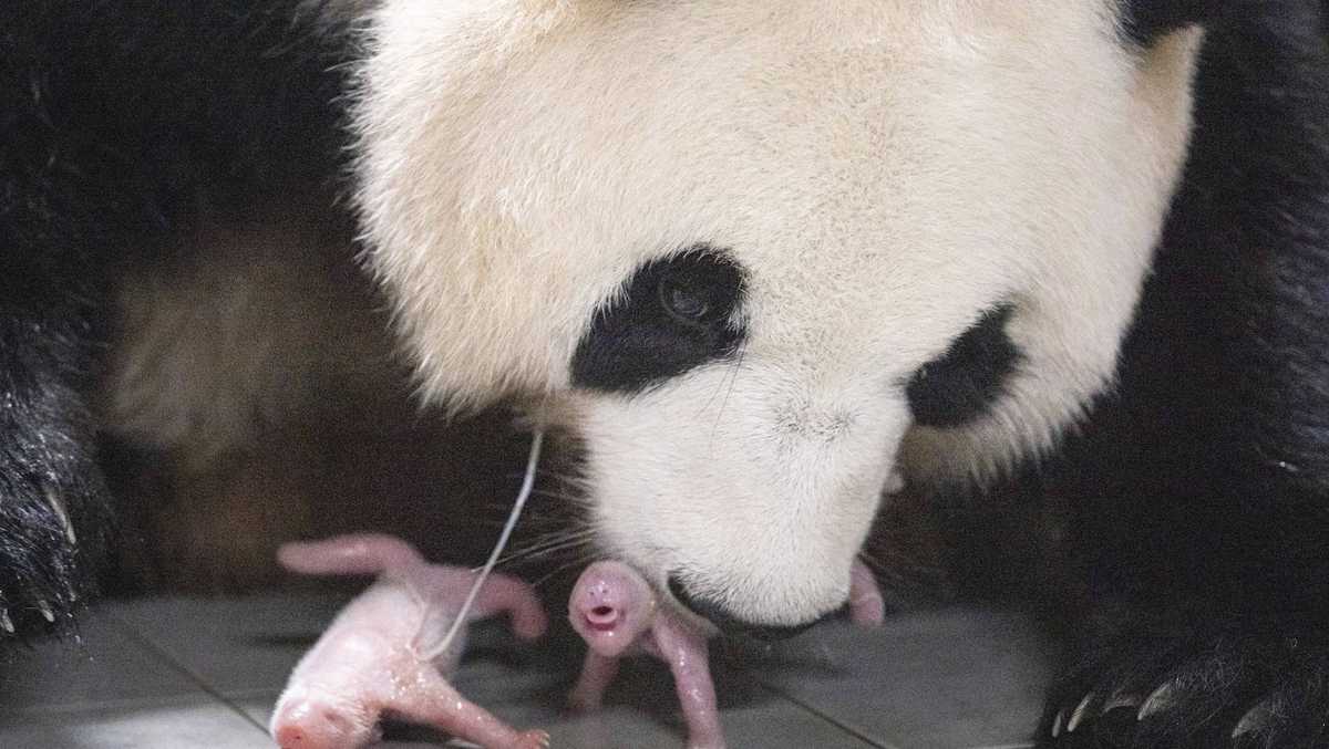 Panda twins born in South Korea for the 1st time