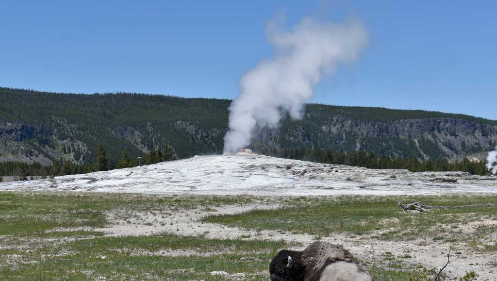 Arizona woman injured in Yellowstone bison attack says 'yes' to ...