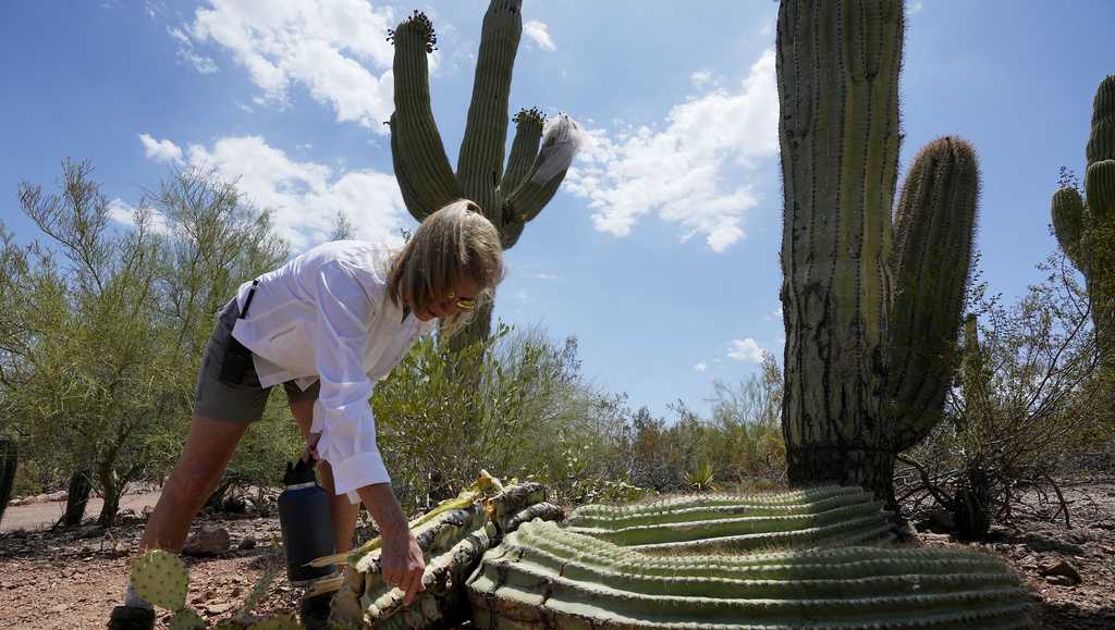The extreme heat in Phoenix is withering some of its famed saguaro ...