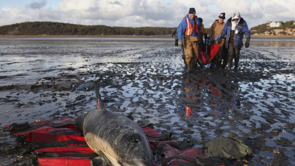 Cape Cod strands more dolphins than anywhere else. Now they're getting ...