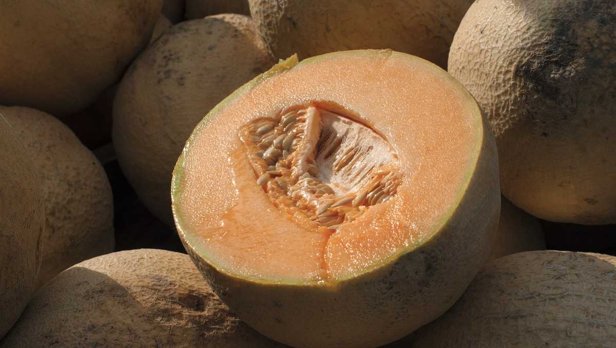 TruFresh cantaloupe recalled due to salmonella contamination