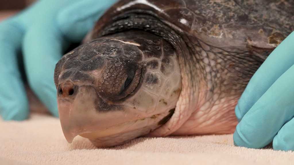 Sea turtles experiencing 'cold stun' flown to rehab in Florida