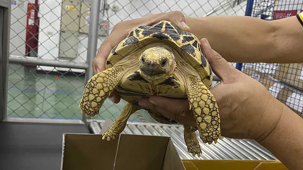 Police and customs seize live animals, horns and ivory in global ...