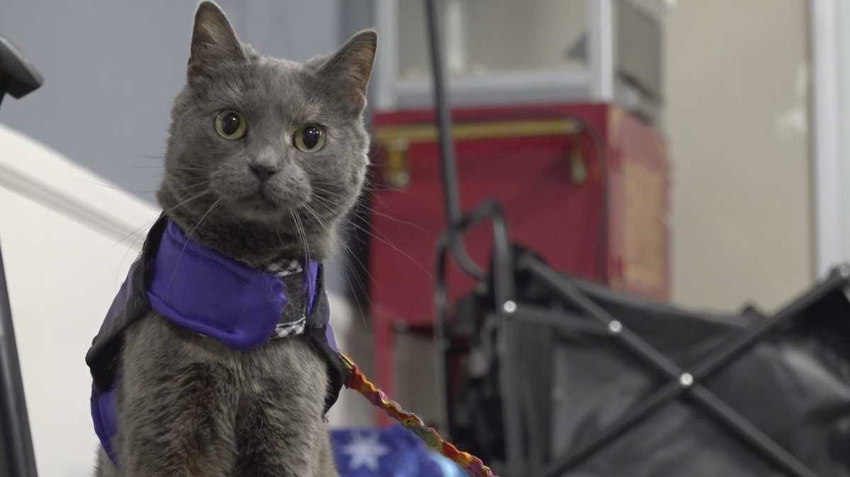 Cat-owner duo in Ohio shares amputee journey while helping others ...