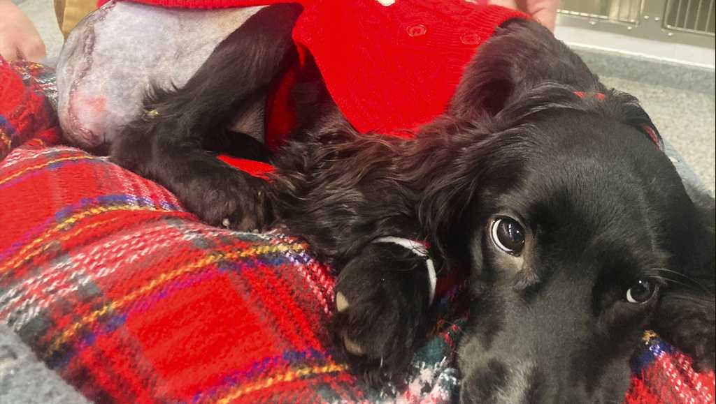 6-legged spaniel undergoes surgery to remove extra limbs and adjusts to ...