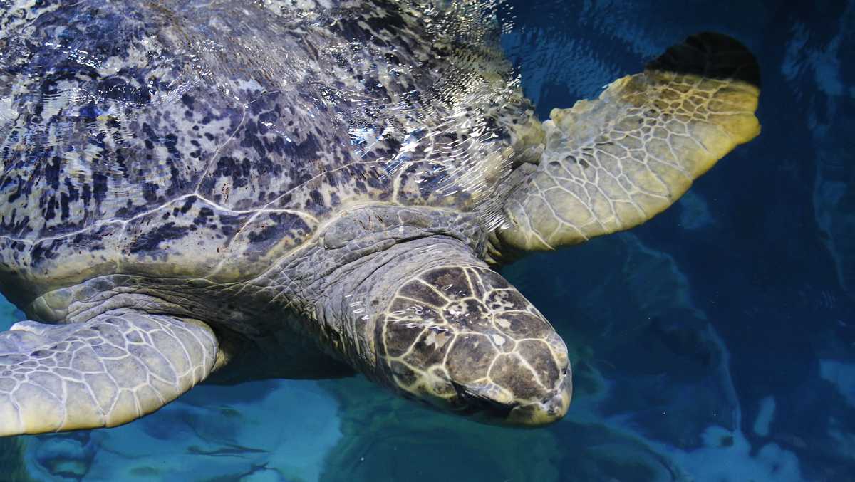 Aquarium's Myrtle the Turtle gets a clean bill of health