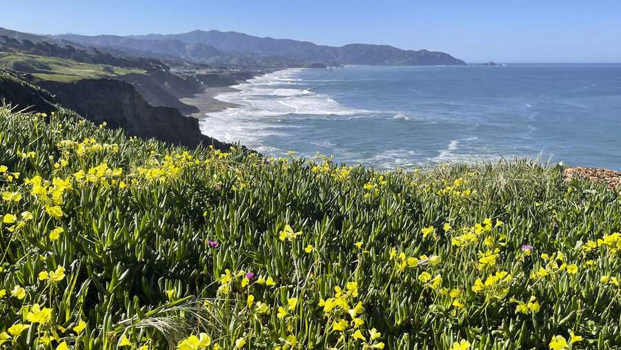 California superbloom? Where to see 2024 wildflowers