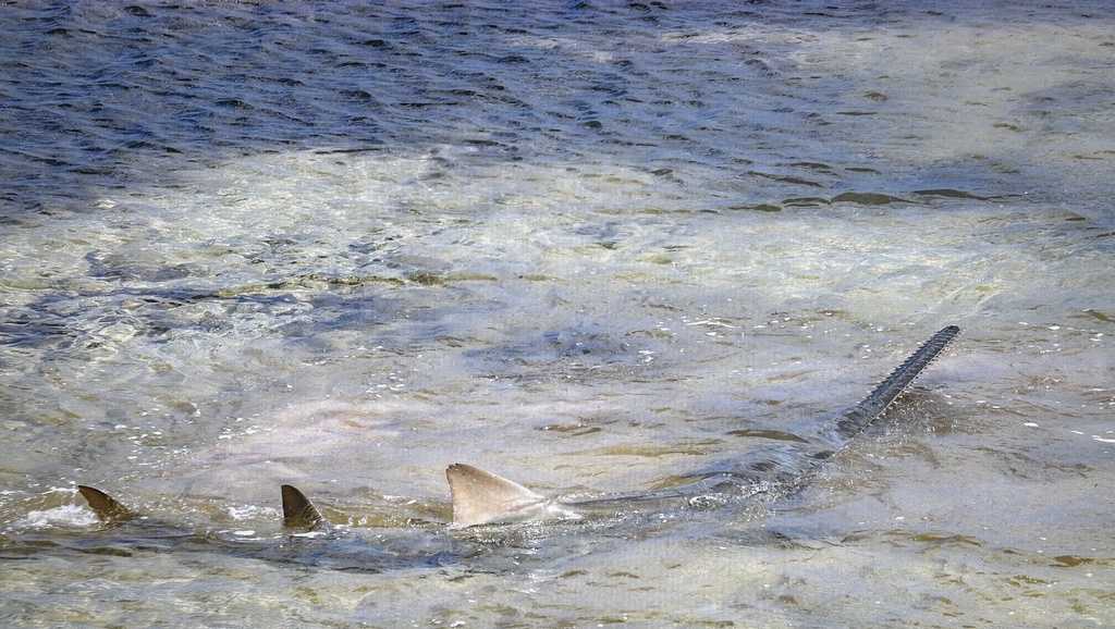 Distressed sawfish rescued in Florida Keys dies after aquarium treatment