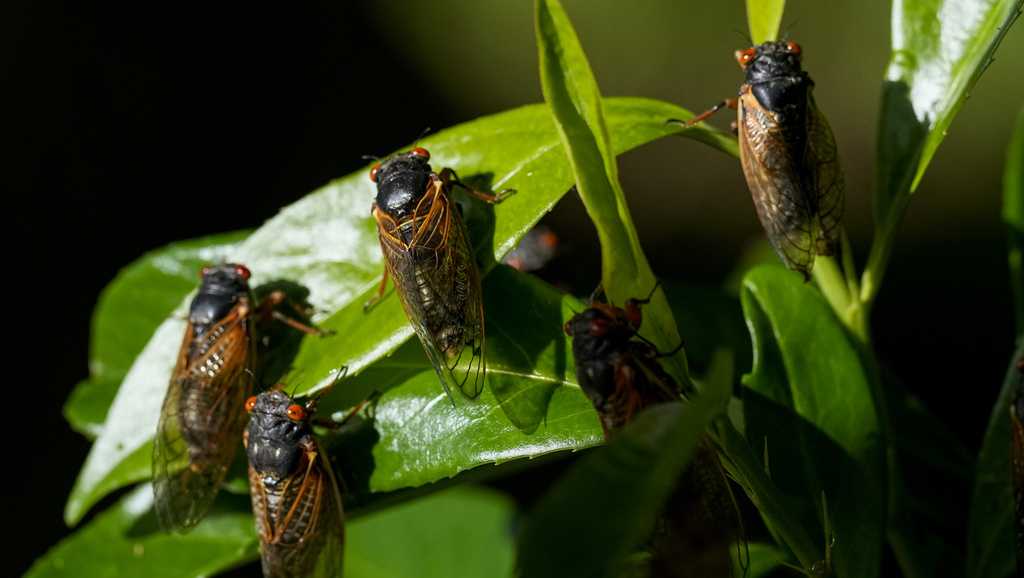 When will cicadas emerge in Iowa this year?