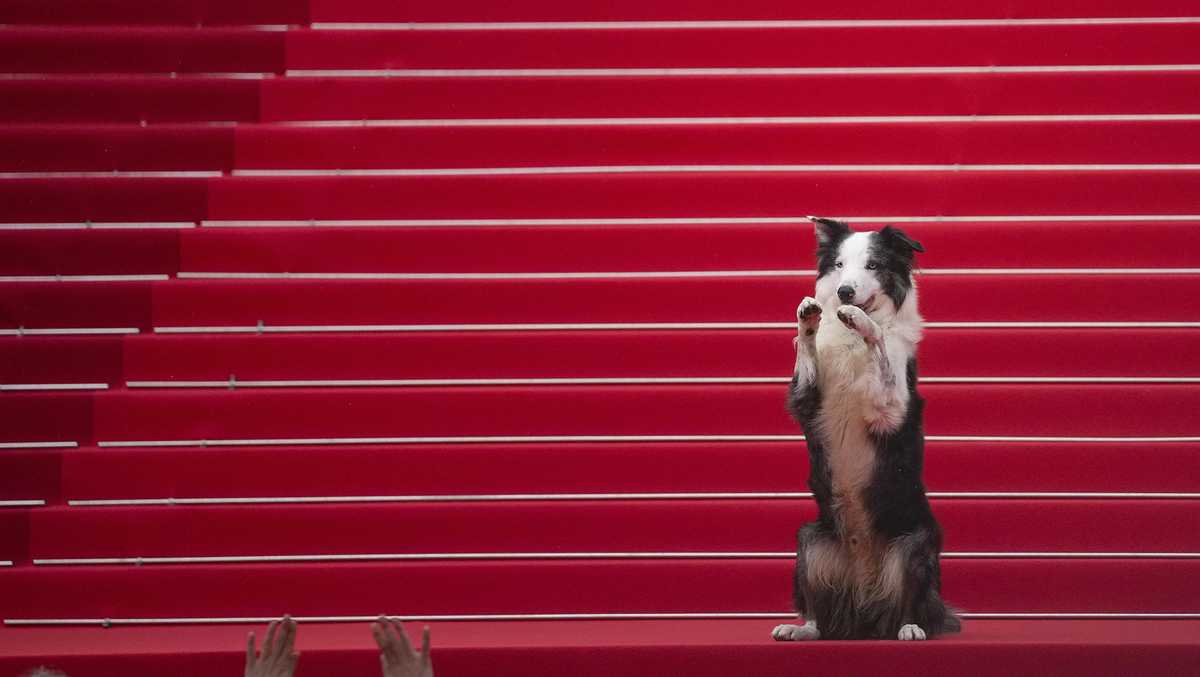 Messi the dog comes to Cannes for an encore