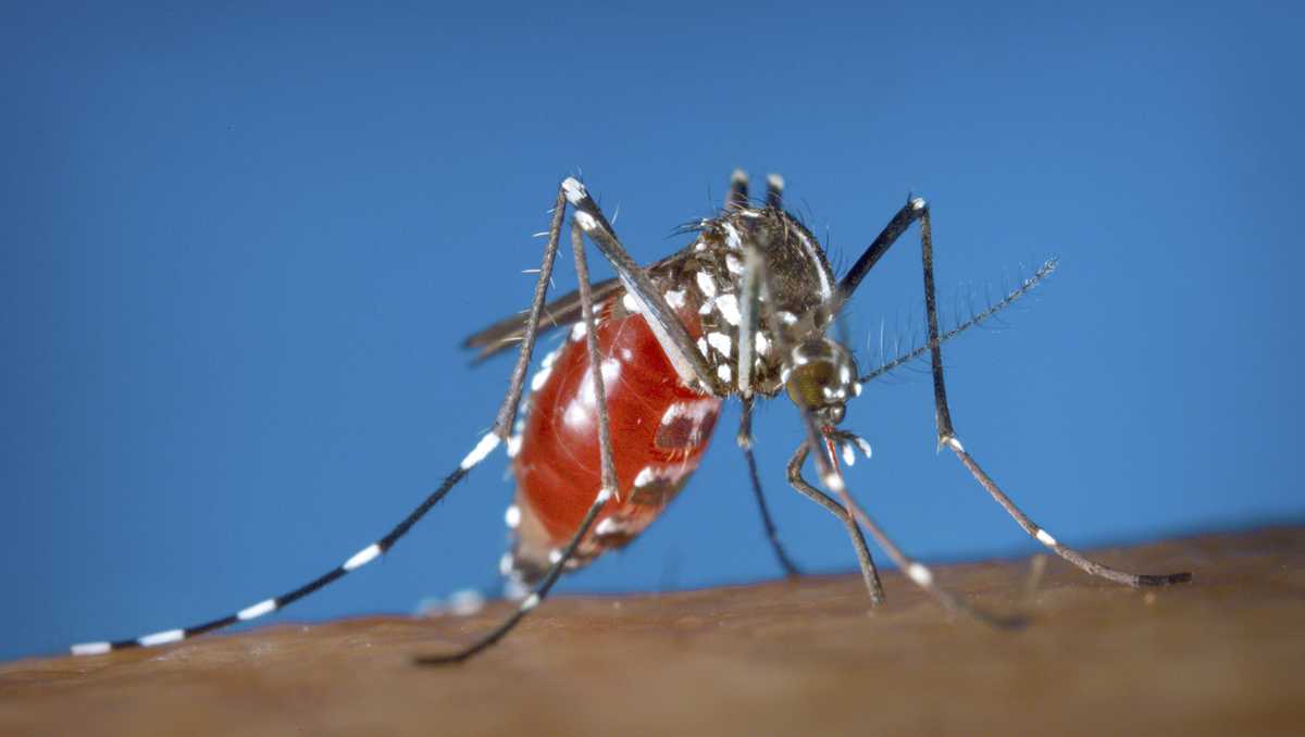 Dengue cases ramp up worldwide: Health officials tell US doctors to be ...
