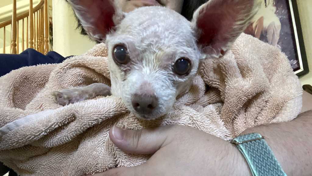 Gizmo the dog went missing in Las Vegas in 2015. He's been found alive ...