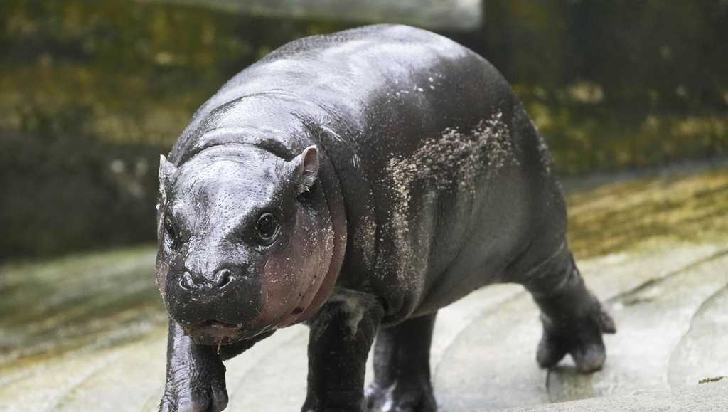 Man arrested after climbing into pygmy hippo Moo Deng’s enclosure at ...