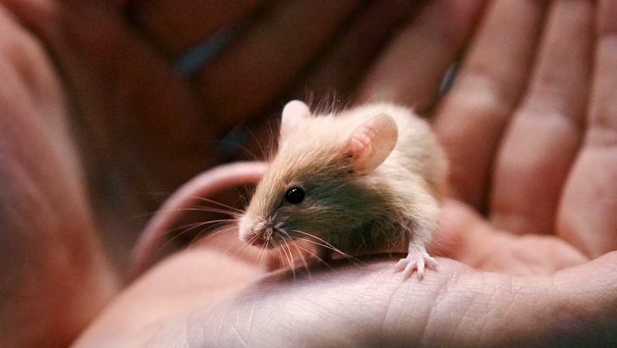 Shelter faces enor-mouse problem after nearly 1K mice surrendered