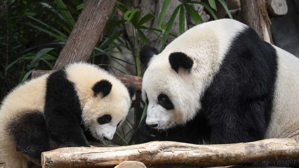 Meet Jia Jia and De De, Hong Kong's first locally born giant pandas