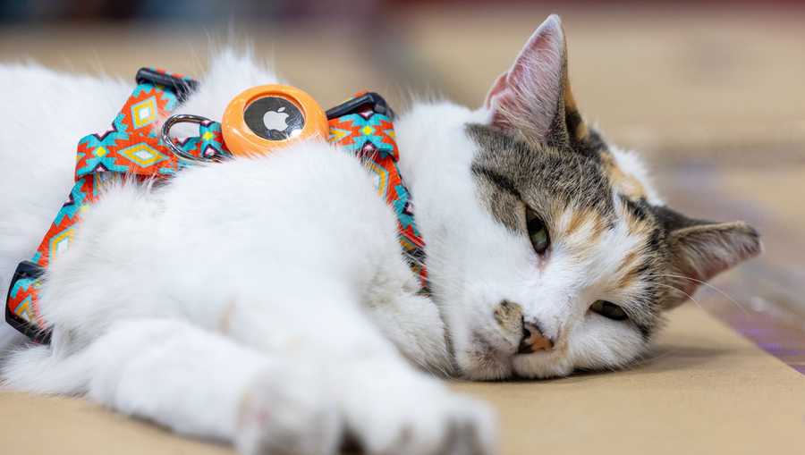 Purrfect ending: Missing Virginia store cat found after hitching a ride ...