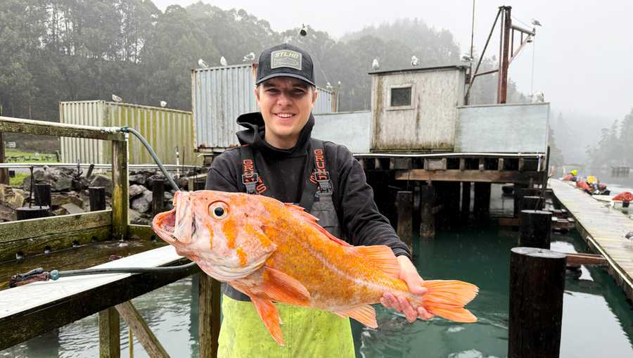 Fisherman may have set rockfish world record