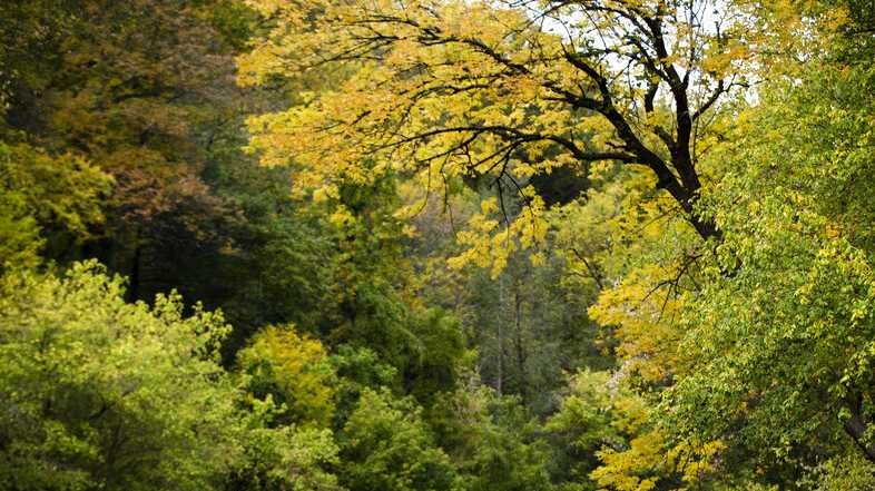 Fall colors begin to emerge in parts of Ohio. When will colors peak?