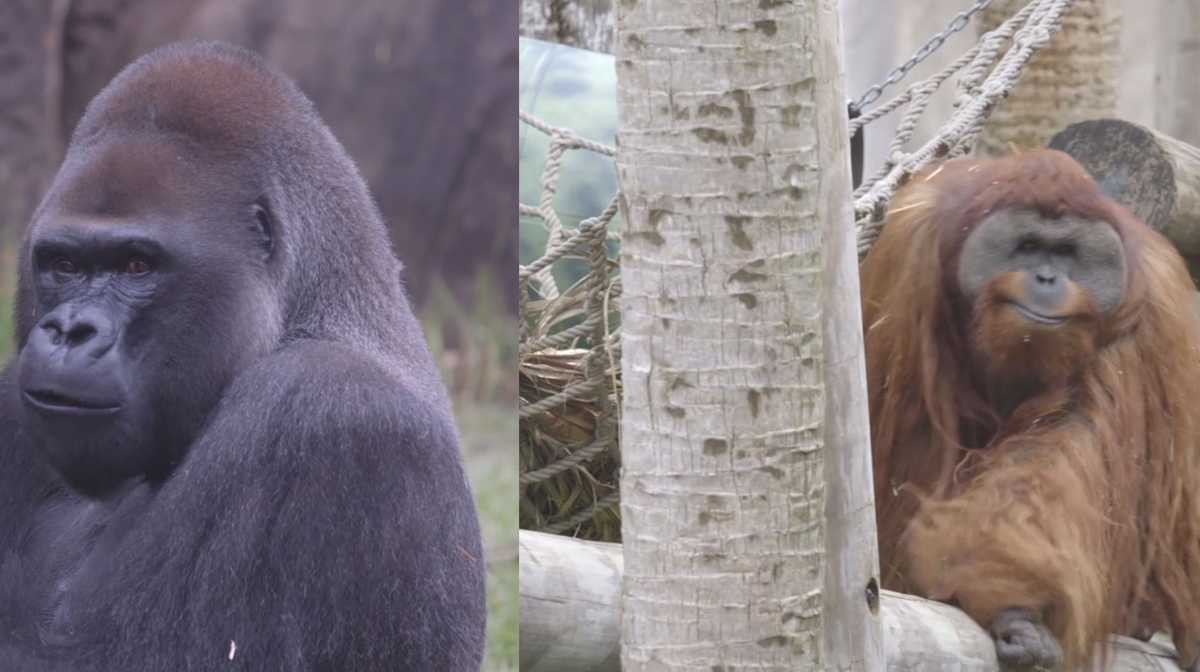 Two endangered great apes to leave Audubon Zoo in effort to preserve ...