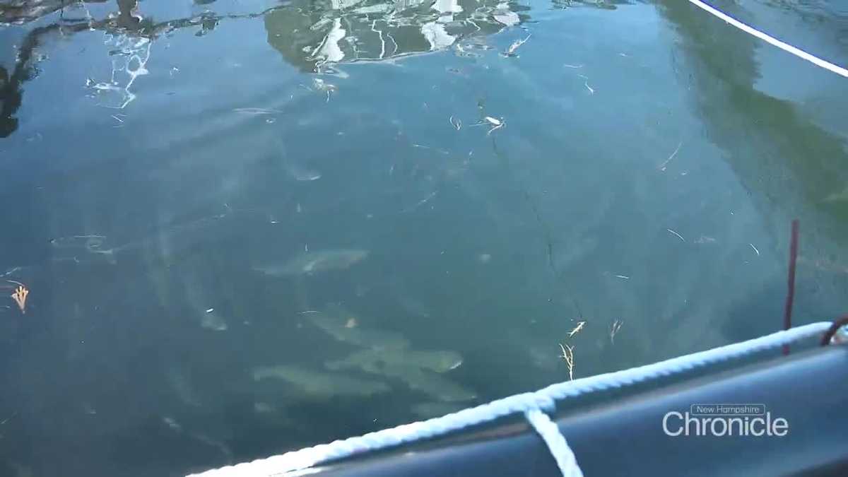 NH Chronicle: Learn about UNH's AquaFort fish farm