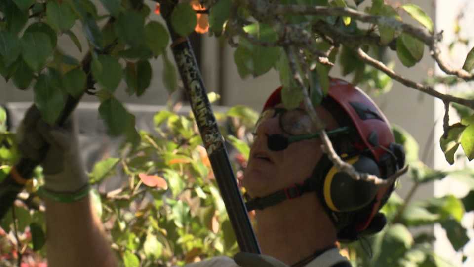 Thursday, November 17th: A Professional Tree Hugger