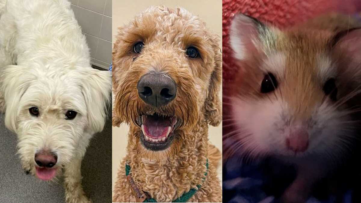 Fur-o-works fly at ARL Iowa for Fourth of July