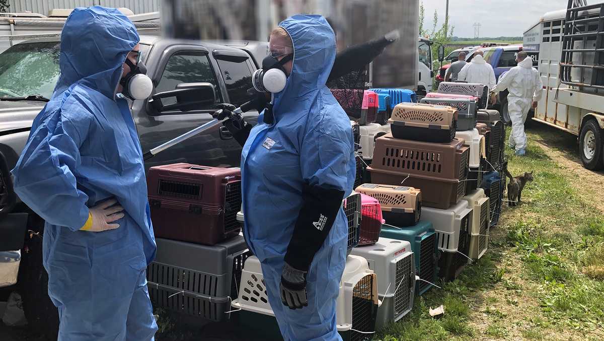 ARL: Dozens more cats found in 'horrendous' conditions